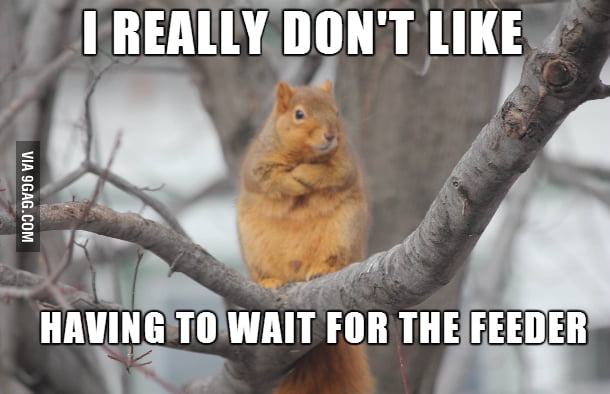 Disapproving Squirrel - 9GAG
