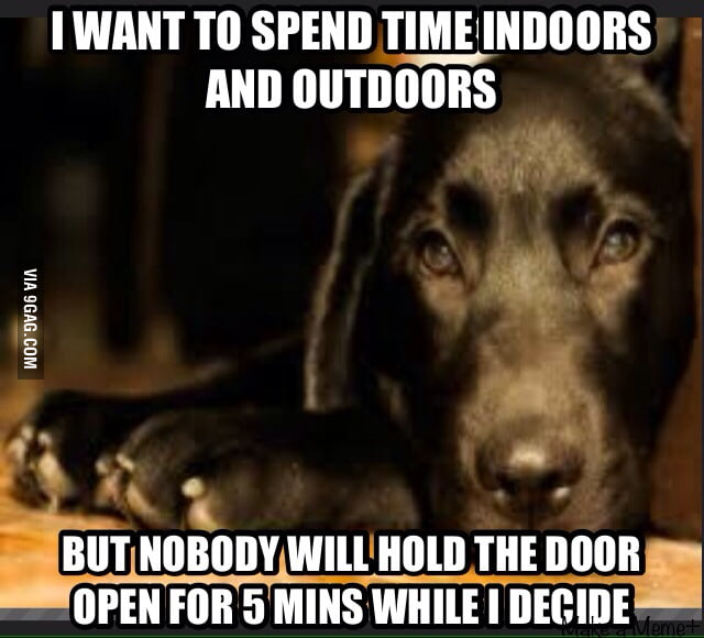 First world dog problems - 9GAG