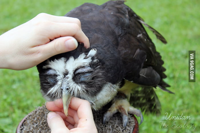 Met an owl last weekend that really likes head scratches! - 9GAG