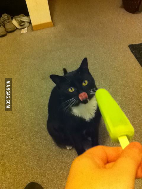 So I introduced my cat to popsicles - 9GAG