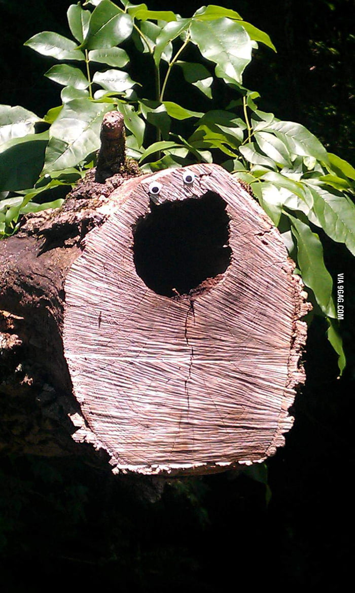 Googly-eyed Tree. - 9GAG