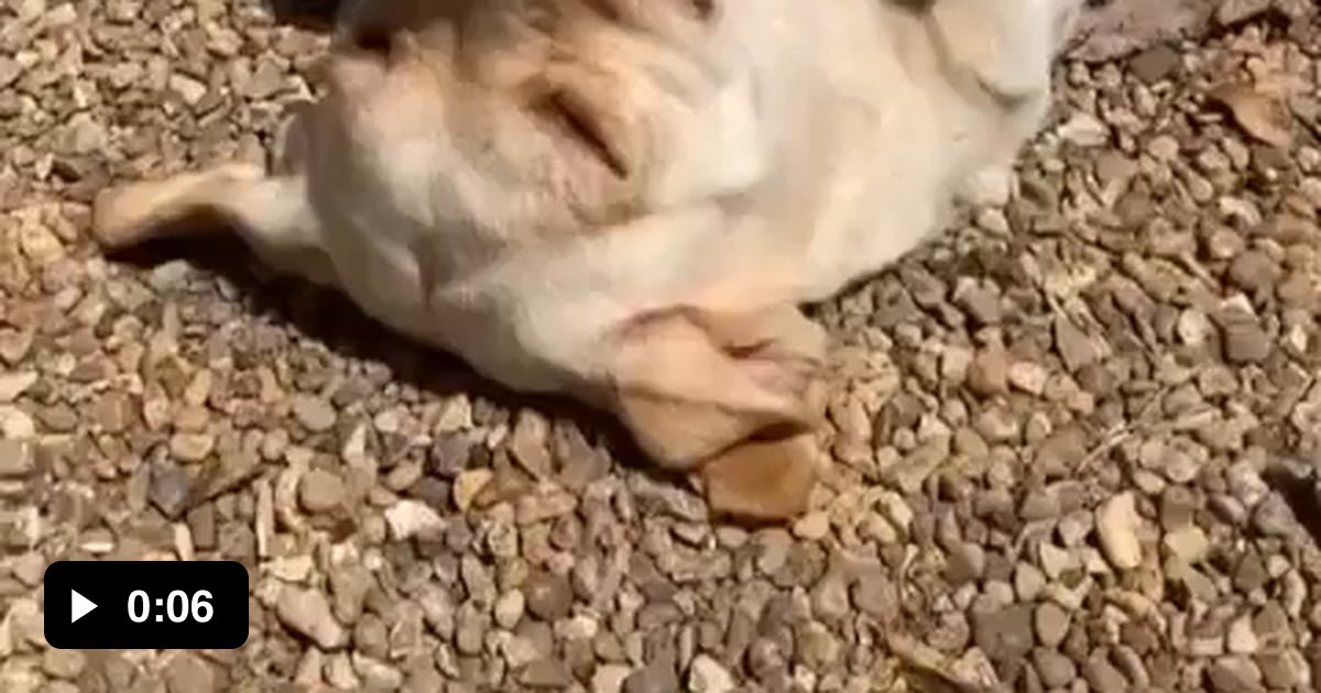 My nose is a perch now. - 9GAG