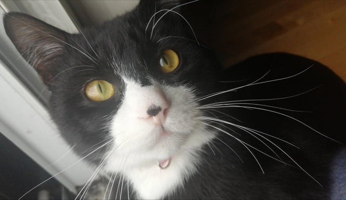 Beans and his silly boop button on his nose. - 9GAG