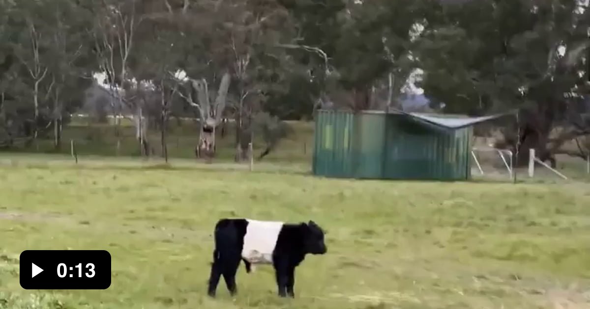 Belted Galloway aka Oreo Cookie cows - 9GAG
