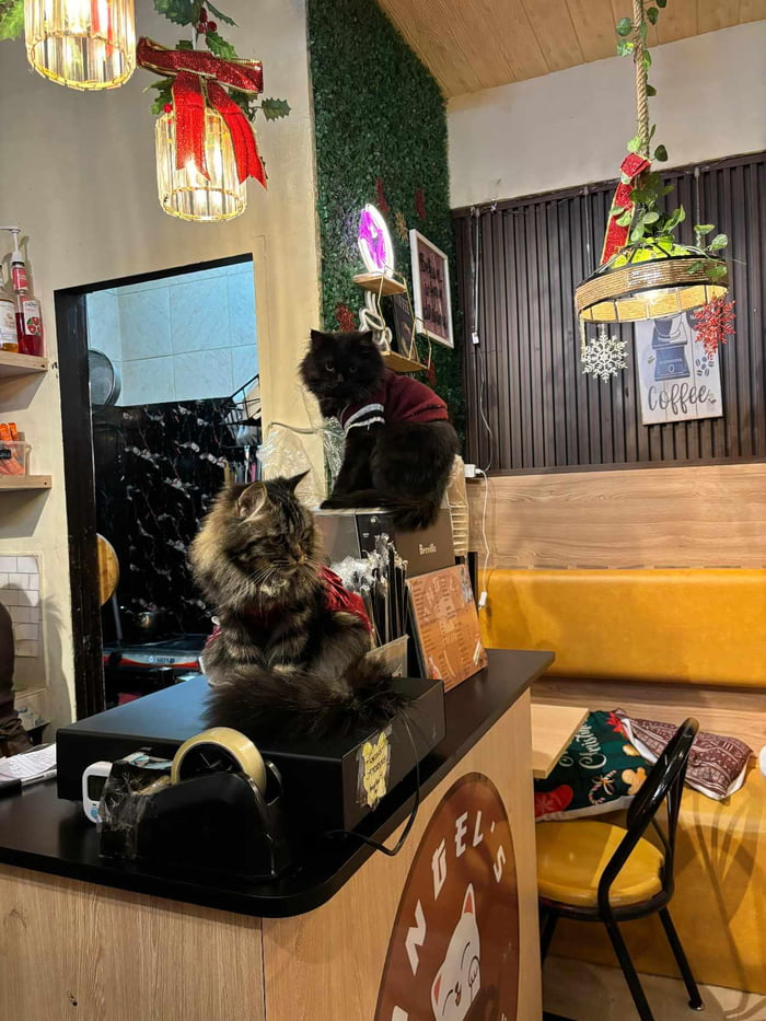 Cat Cashier & Cat Barista Happy to Serve you - 9GAG