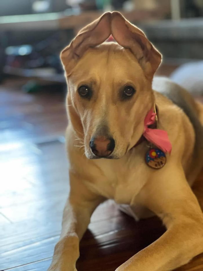 Myles, his ears, and the quintessential puppy dog eyes… - 9GAG