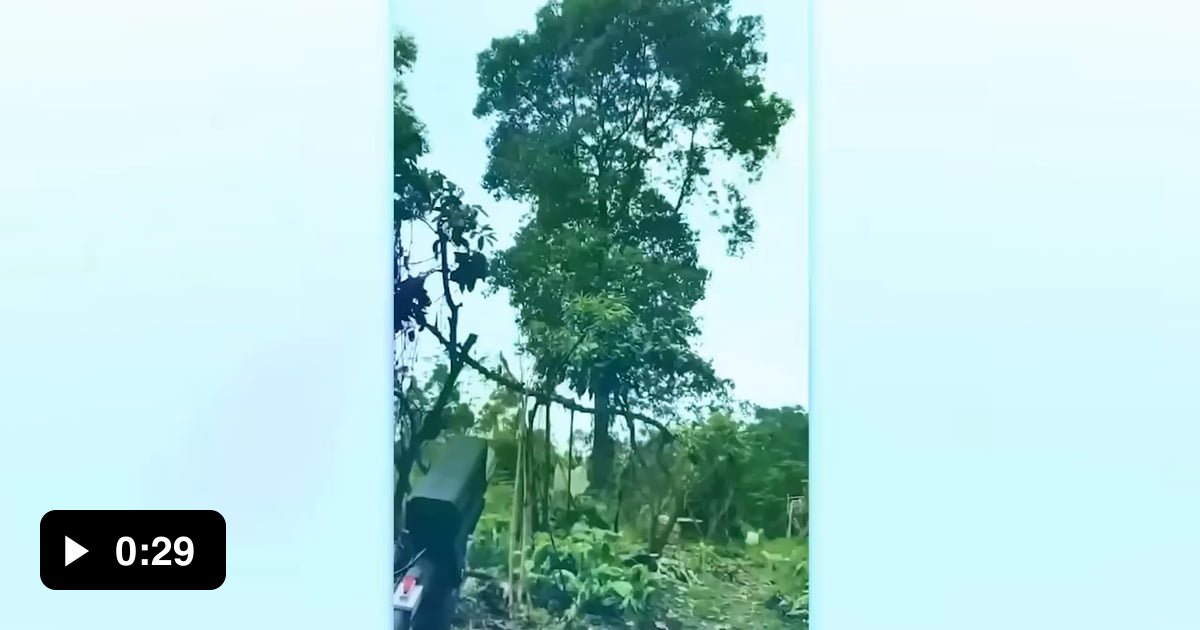 Using Lazars To Cut Down Trees - 9GAG