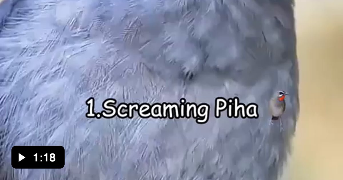 Strange bird sounds - 9GAG