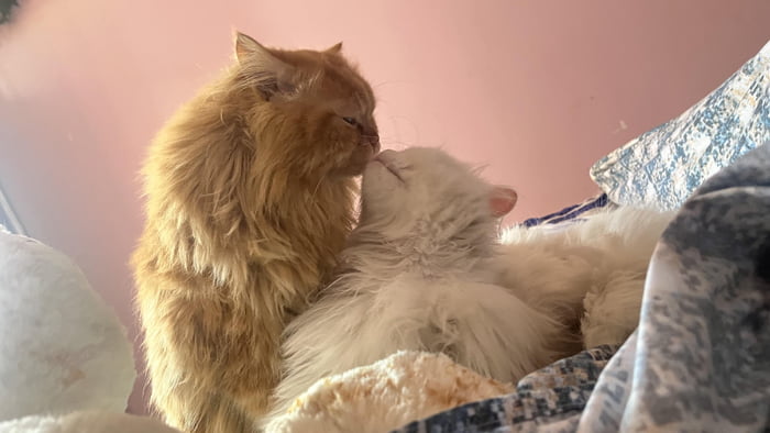 Pure love, no words needed. - 9GAG