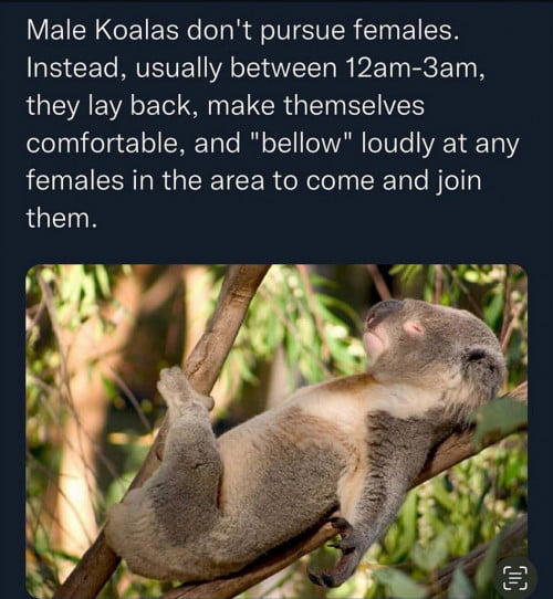 Male koala - 9GAG