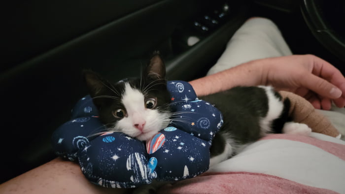 Dingus chilling in the car with the AC on blast because the hurricane ...