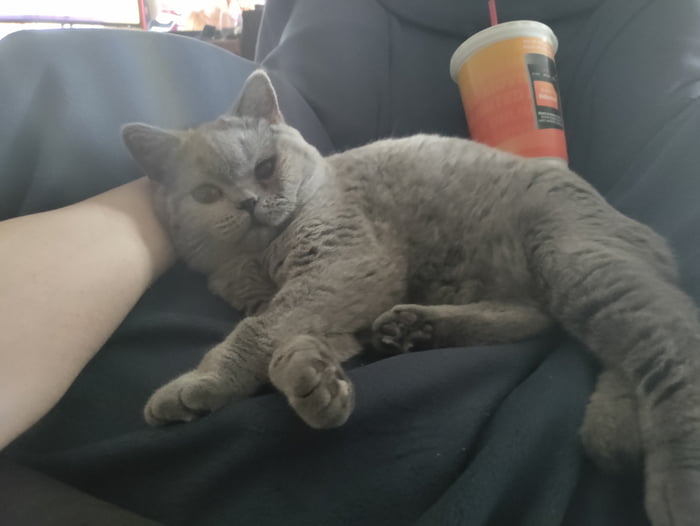 Meet Catthew. - 9GAG