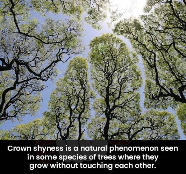 Trees are introvert - 9GAG