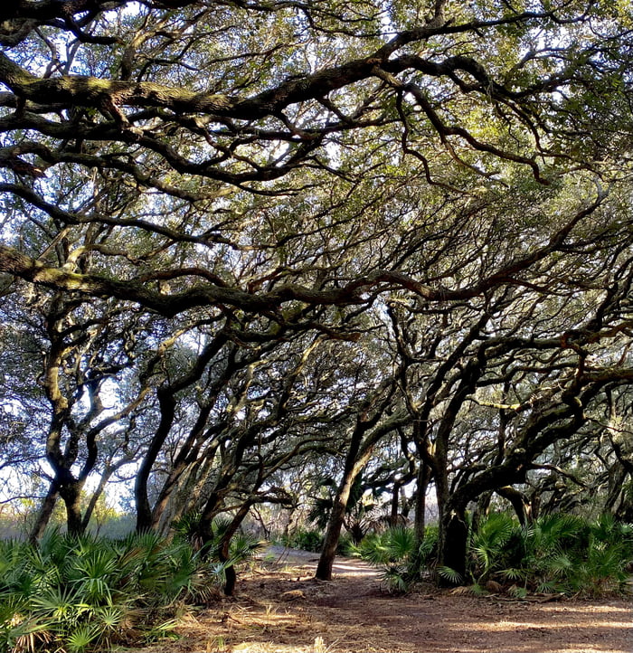 The way the salty ocean breeze has shaped these trees - 9GAG