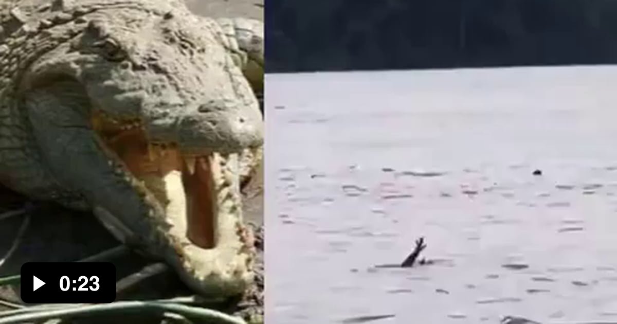 Footage of a crocodile’s unusual movement in the water went viral ...