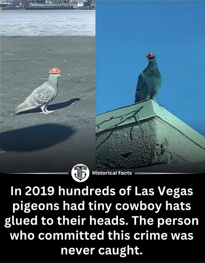 The pigeons of Las Vegas had a strange fashion trend in 2019. - 9GAG