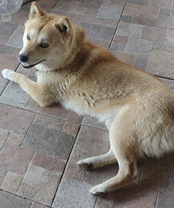 Cat software, cat acoustics, much wow. - 9GAG