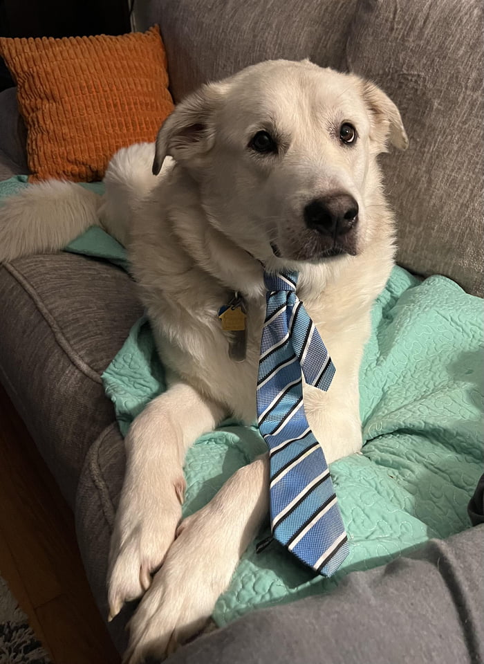 The Majestic Mr. Tober. - 9GAG