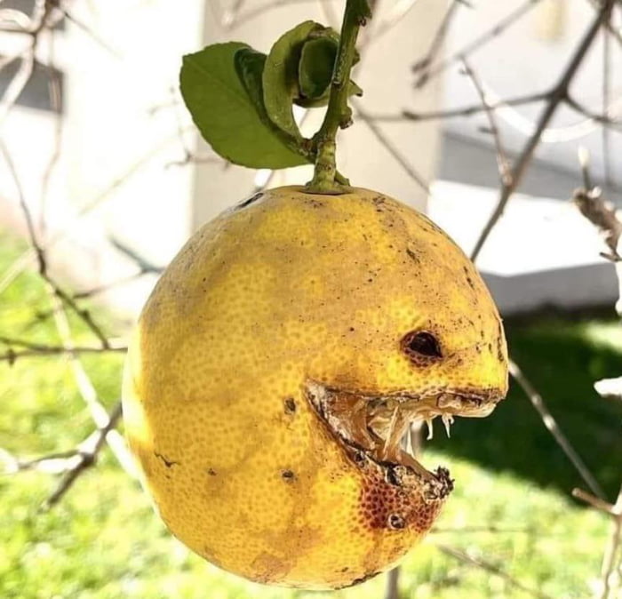 The lemons life gave me 🍋 - 9GAG