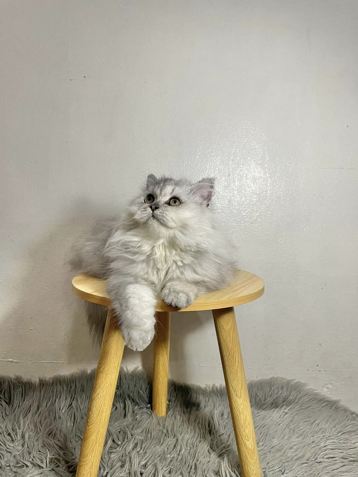 So fluffy and lovely macarov :) - 9GAG