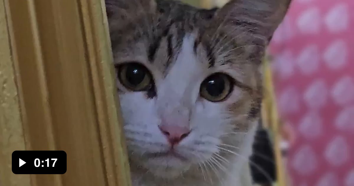 Cute girly meows - 9GAG