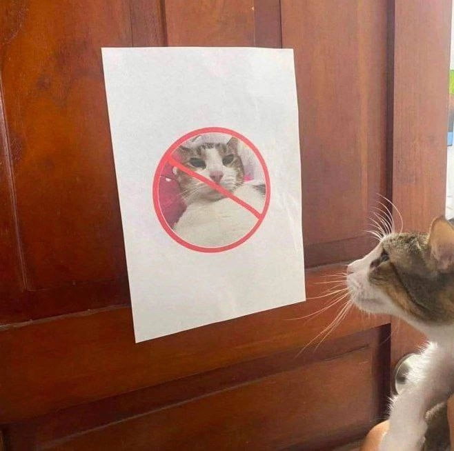 Do not the cat - 9GAG