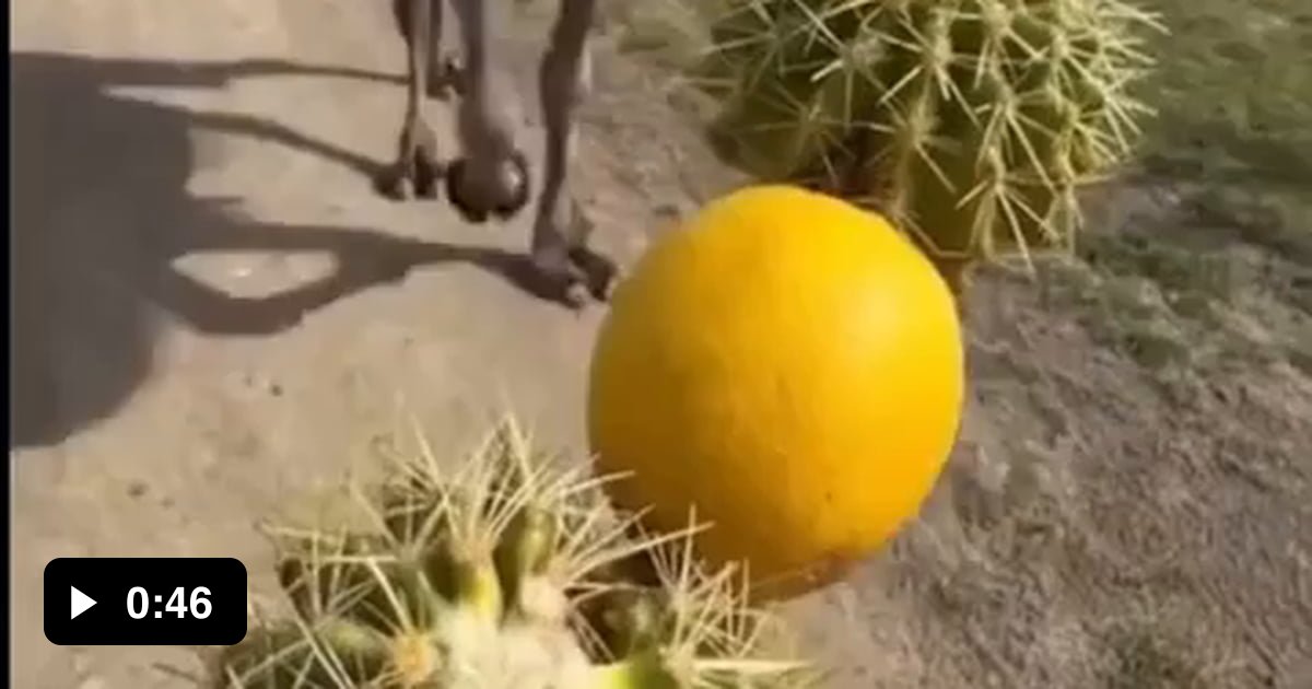 Camel was tricked into eating a lemon! - 9GAG