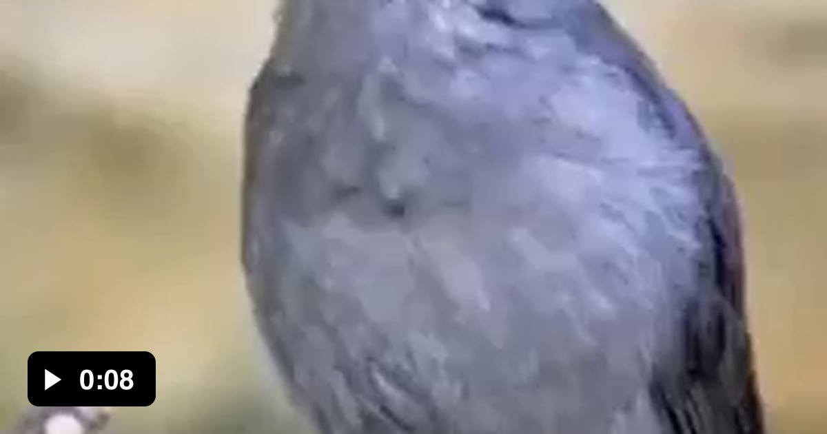 This is how screaming piha bird sounds - 9GAG