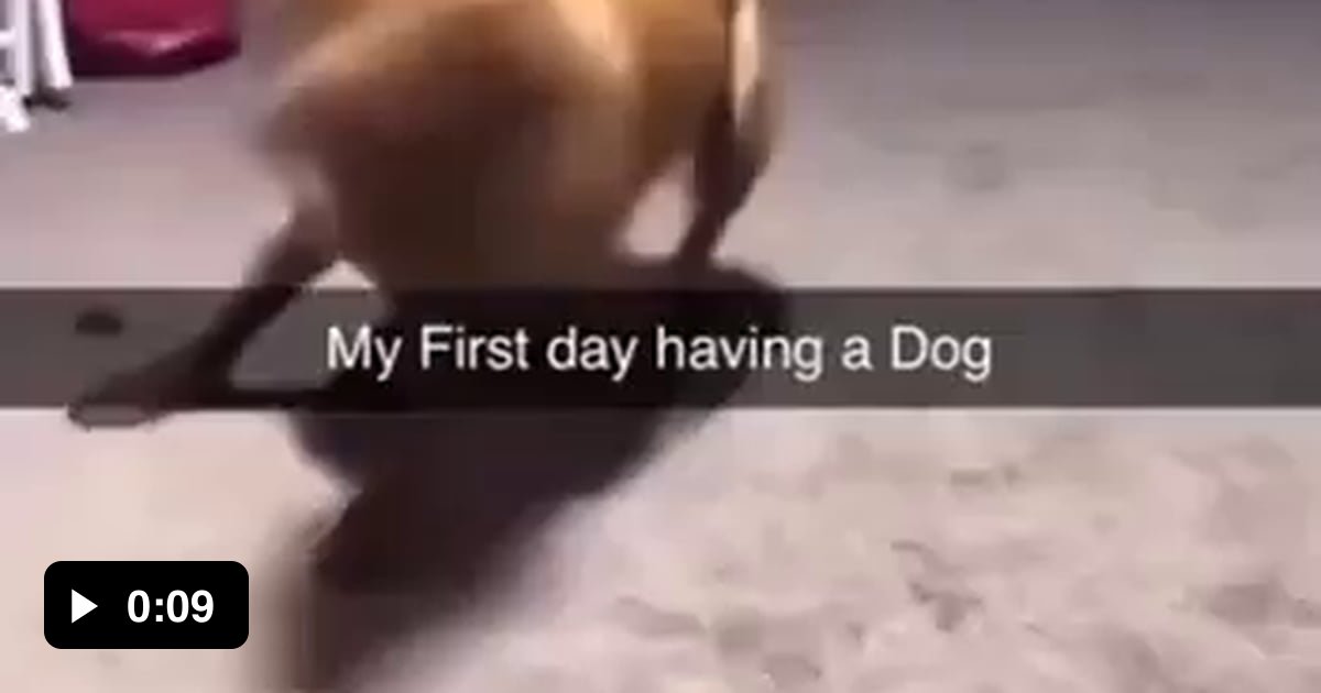 Crazy dog 💥 - 9GAG