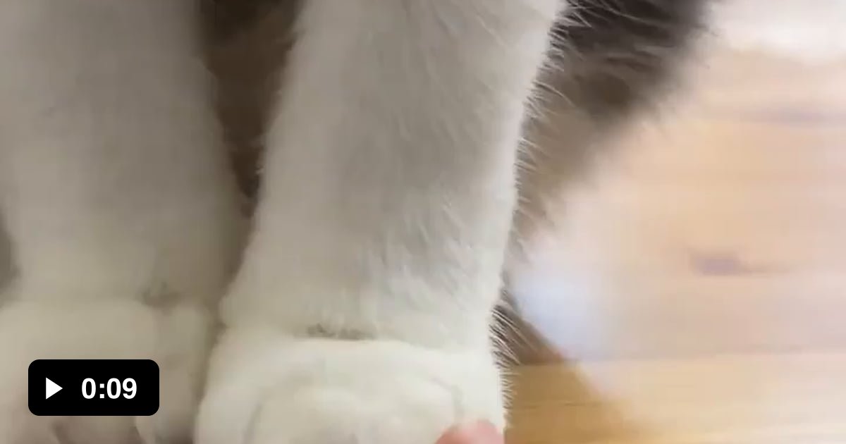 Annoying the kitty #2 - 9GAG