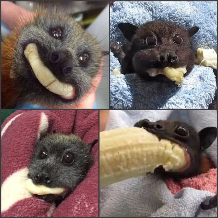 Baby bat eating a banana - 9GAG