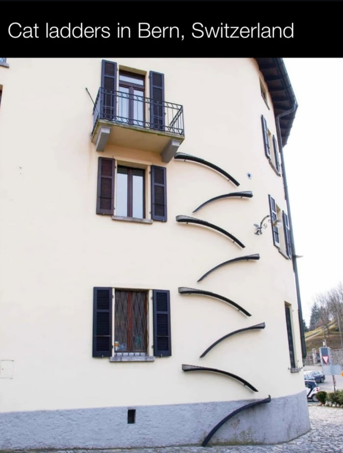 In Bern, Switzerland, cat ladders emerged as a unique urban phenomenon ...