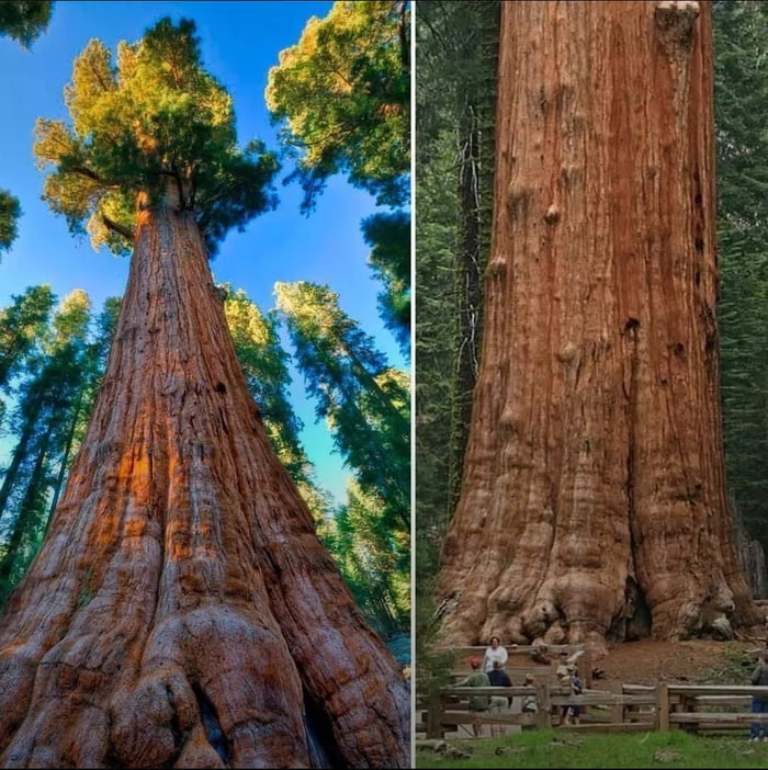 The General Sherman Tree is the world's largest tree, measured by ...