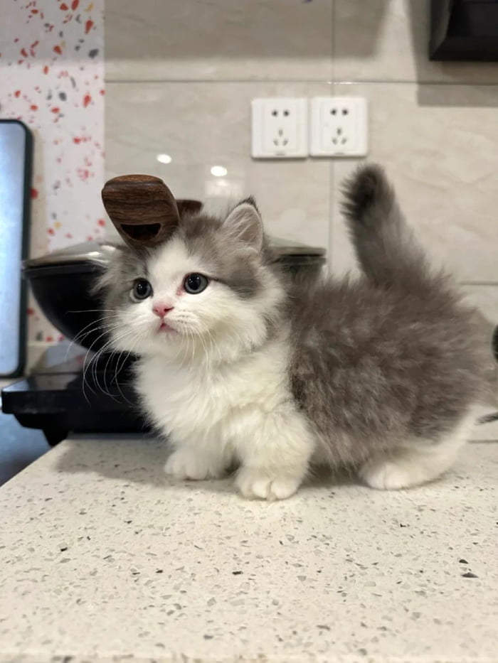 How cute can a cat named “Fishball” be? He's so fluffy, and his head is ...