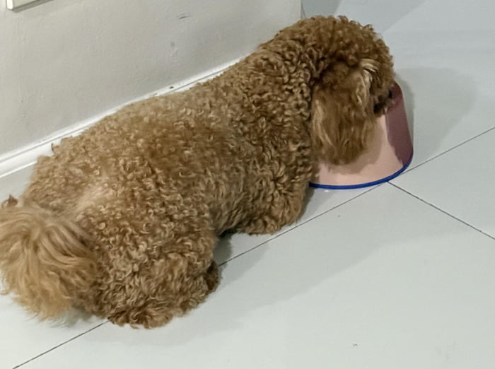 This is how he eats now. Face down. Lying down. Eating while dozing off? Why not - 9GAG