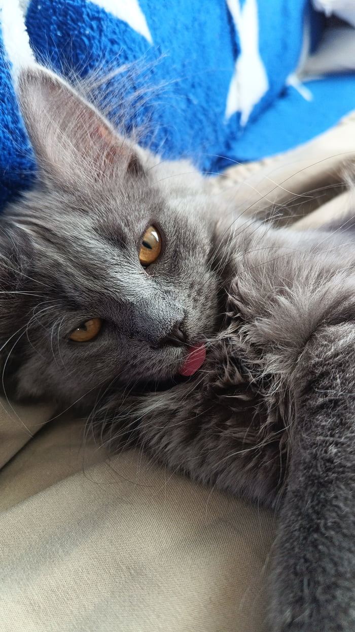 The new member of the family, Hobo Lobo. - 9GAG