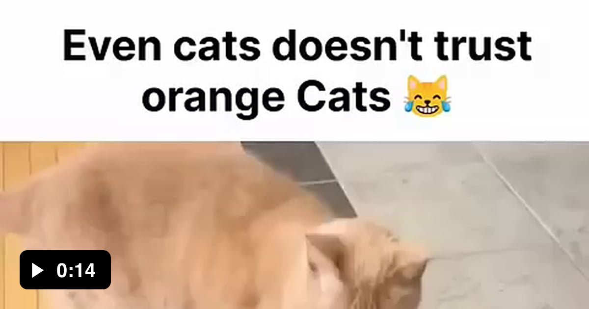 Black cat definitely knew orange was up to something? - 9GAG