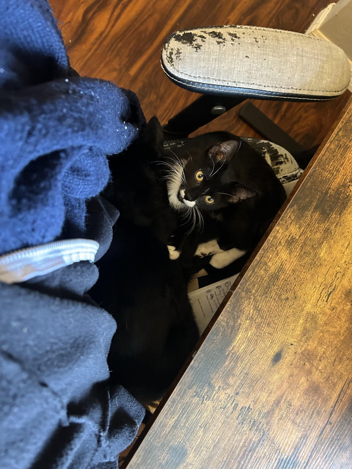 Secret Service Cats - 9GAG