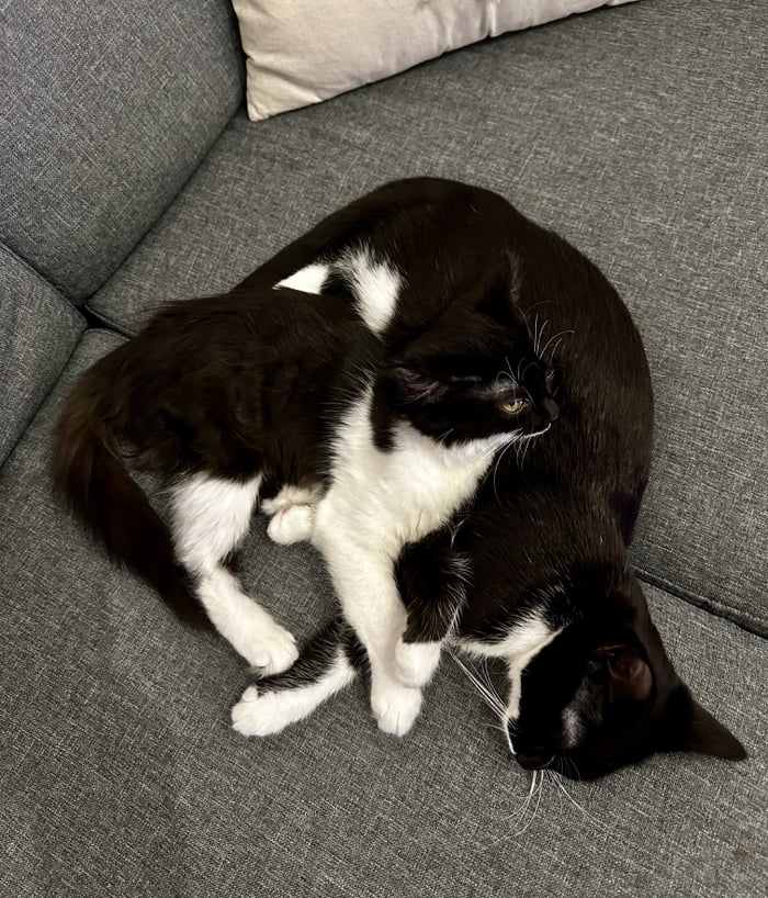 Cat Distribution System at work- got adopted by those two little ...