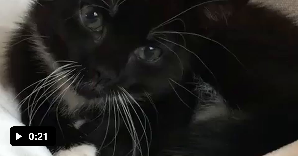 So smol that a yawn takes over her face - 9GAG