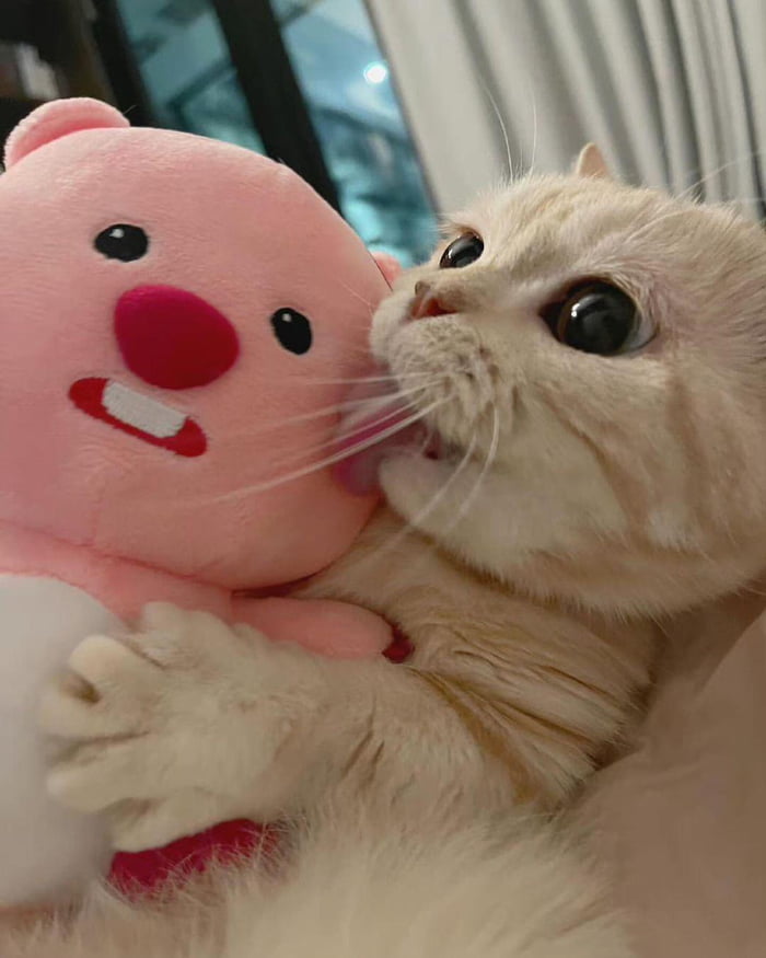 New Favorite Toy 9gag