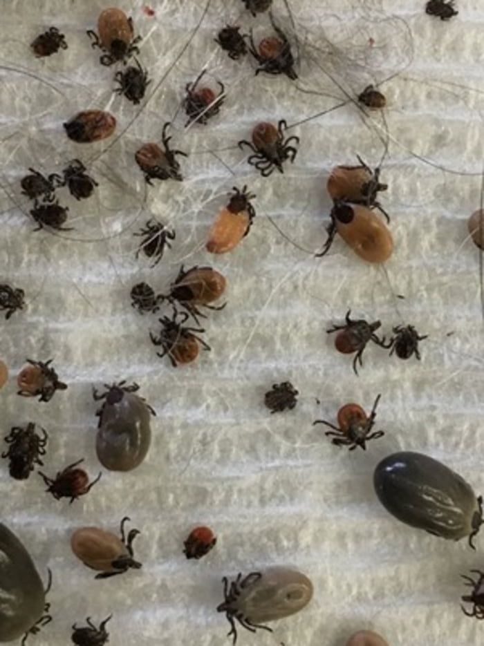 Just a poly-tick post - 9GAG