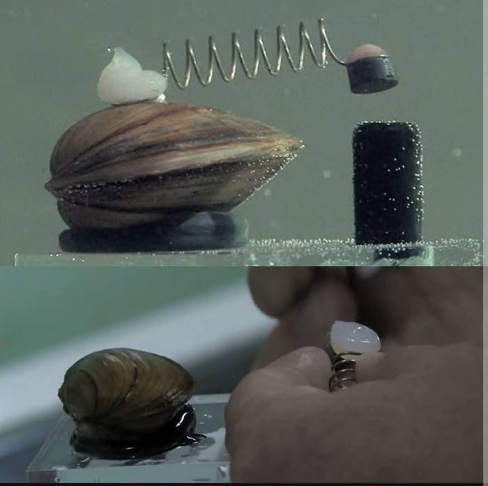 The city of Warsaw, Poland, uses eight mussels with sensors hot-glued ...