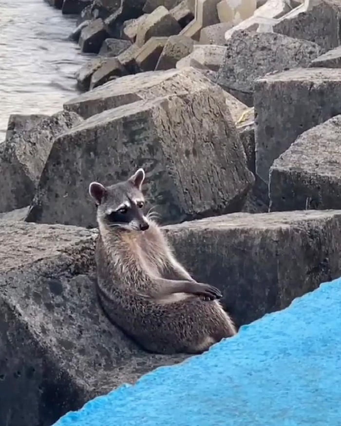 A very sophisticated raccoon - 9GAG