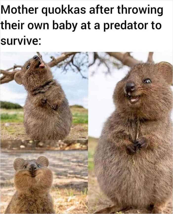 What a beautiful creature - 9GAG