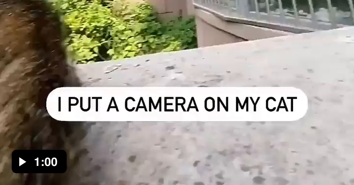 Hunter vs Runner (Cat's POV) - 9GAG