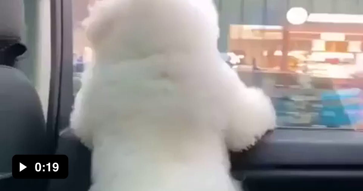 Look at that little fluffy butt! - 9GAG