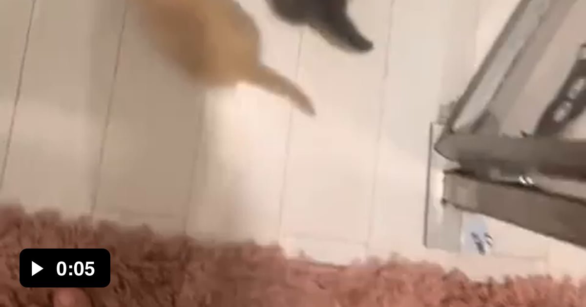 Cutest meow ever 😂 - 9GAG