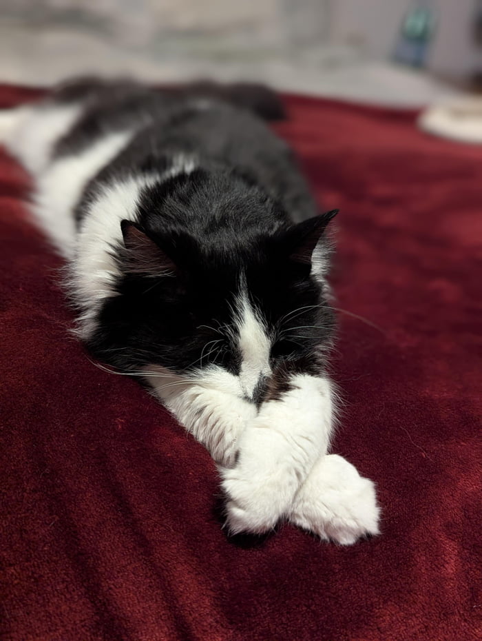 She can’t sleep like a normal cat. - 9GAG