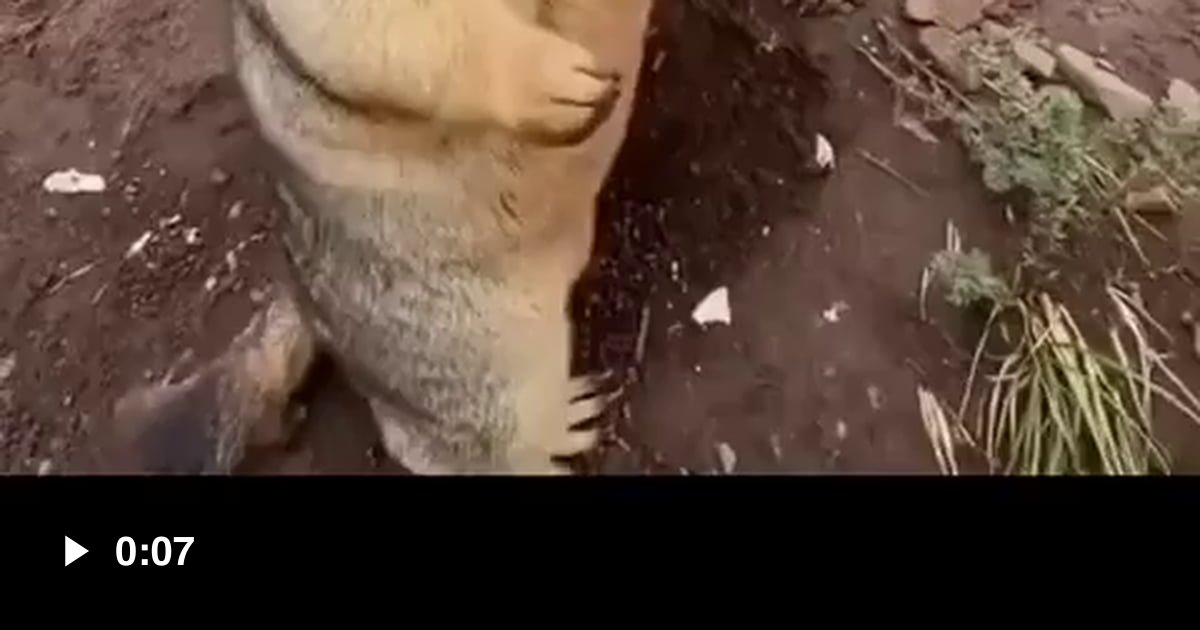 Ehh..don't touch me you filthy hooman - 9GAG